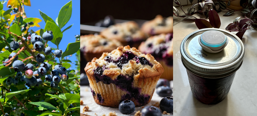 Best Ways to Use Blueberries 🫐 – Ovie